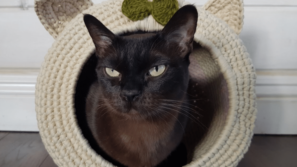 Step-By-Step Guide to Crochet a Cat Cave Pattern for Free - Crafty Daisies